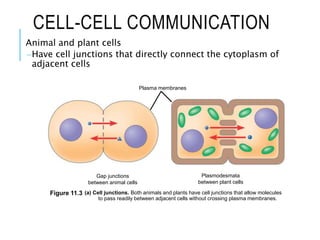 Bio_Cell_Communication for grade 12 students.ppt