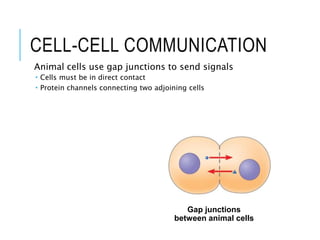 Bio_Cell_Communication for grade 12 students.ppt