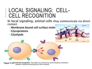 Bio_Cell_Communication for grade 12 students.ppt