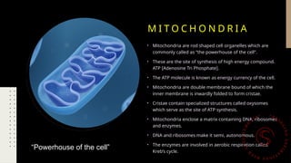 Eukaryotic cells organelles for class 9s | PPT