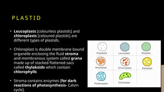 Eukaryotic cells organelles for class 9s | PPT