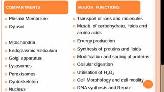 Eukaryotic cells organelles for class 9s | PPTX