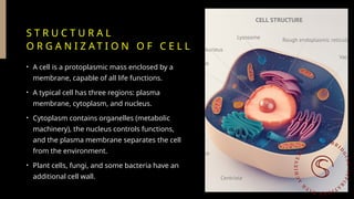 Eukaryotic cells organelles for class 9s | PPTX