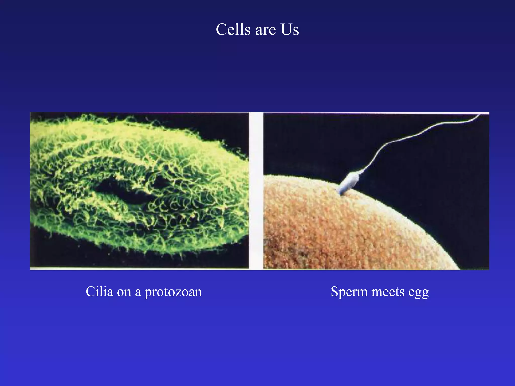 bio_cells_1_.ppt