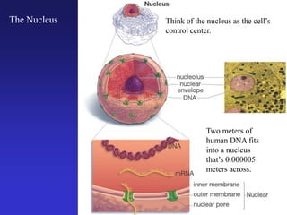 bio_cells_1_.ppt
