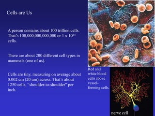 bio_cells_1_.ppt