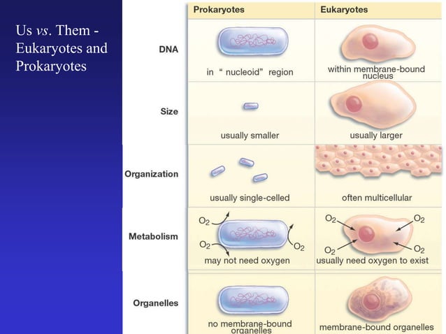 bio_cells_1_.ppt