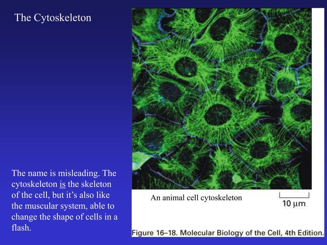 bio_cells_1_.ppt