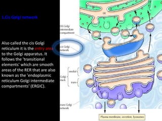 Bio cell survivor | PPTX