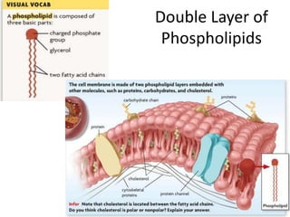 Bio cellular transport | PPTX | Chemistry | Science