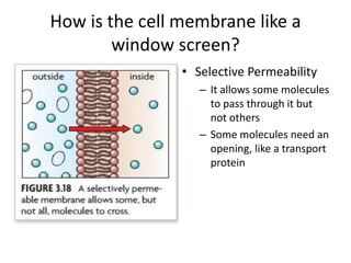 Bio cellular transport | PPTX | Chemistry | Science