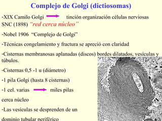 aparato de golgi | PPT
