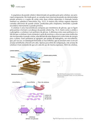 BioCel_v2_10 estudo com enfoque na célula vegetal | PDF