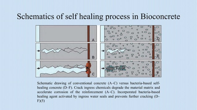 Biocement | PPTX | Biotech and Biomedical Industry | Industries