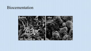Biocement | PPTX