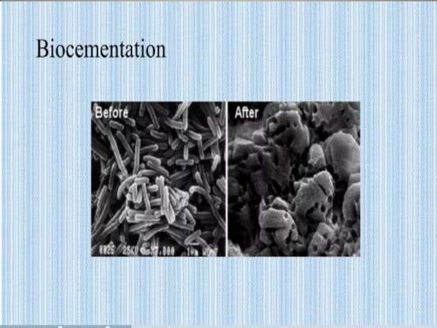 bio cement and concrete.pptx