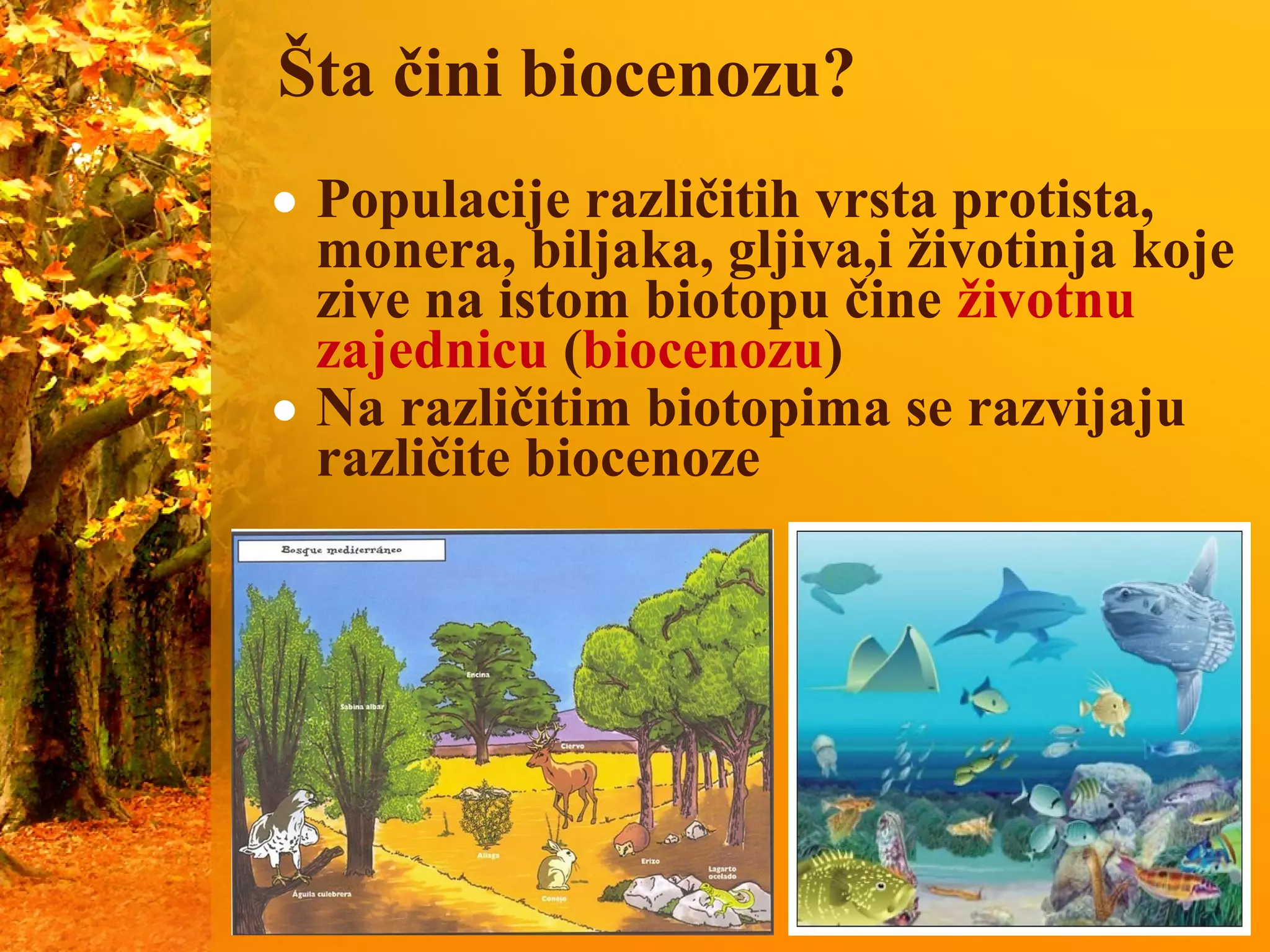 Biocenoza | PPT
