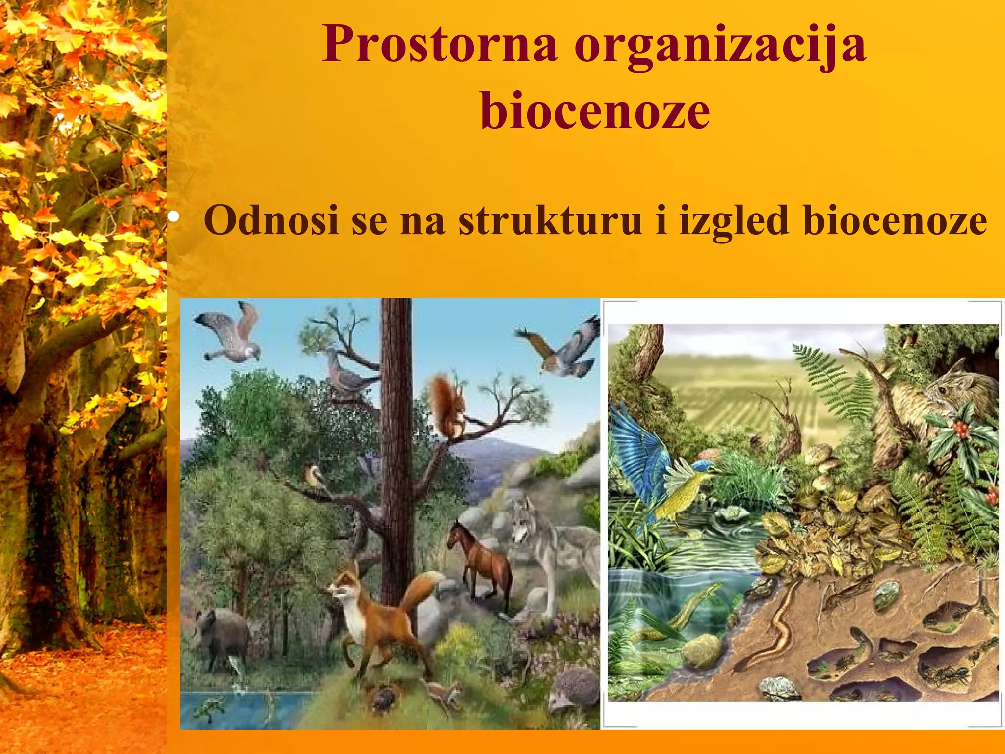 Biocenoza | PPT