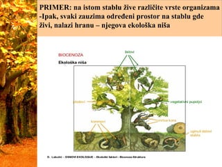Biocenoza | PPT