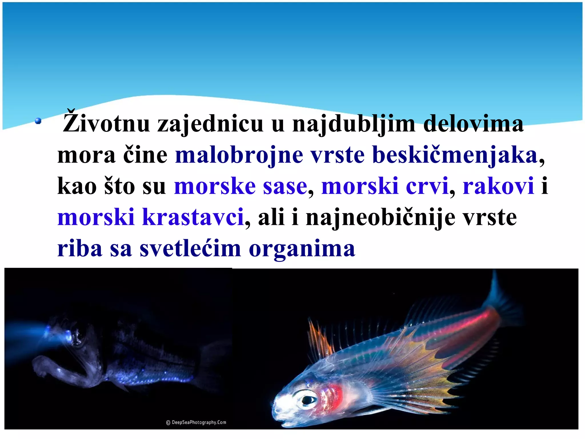 Biocenoze mora | PPT