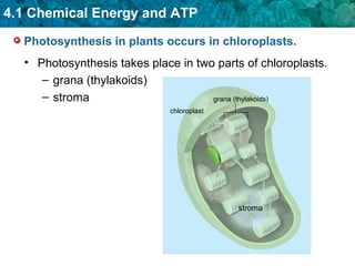 ATP, Photosynthesis & Cellular Respiration Notes | PPT