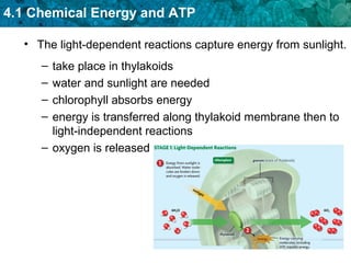 ATP, Photosynthesis & Cellular Respiration Notes | PPT