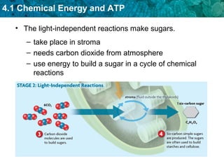 ATP, Photosynthesis & Cellular Respiration Notes | PPT