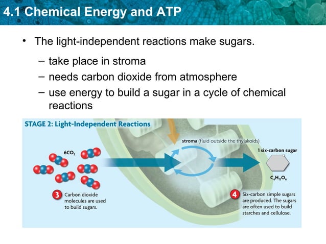 ATP, Photosynthesis & Cellular Respiration Notes | PPT