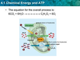 ATP, Photosynthesis & Cellular Respiration Notes | PPT
