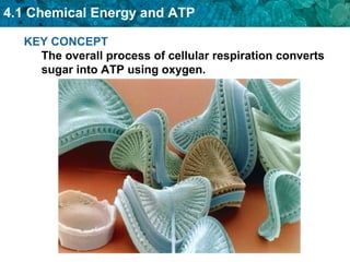 ATP, Photosynthesis & Cellular Respiration Notes | PPT