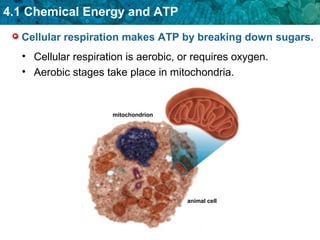ATP, Photosynthesis & Cellular Respiration Notes | PPT