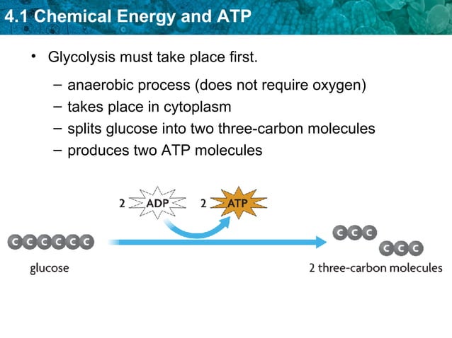 ATP, Photosynthesis & Cellular Respiration Notes | PPT
