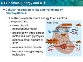 ATP, Photosynthesis & Cellular Respiration Notes | PPT