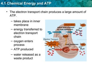 ATP, Photosynthesis & Cellular Respiration Notes | PPT