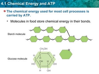 ATP, Photosynthesis & Cellular Respiration Notes | PPT
