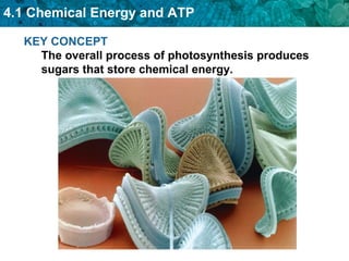 ATP, Photosynthesis & Cellular Respiration Notes | PPT