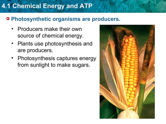 ATP, Photosynthesis & Cellular Respiration Notes | PPT
