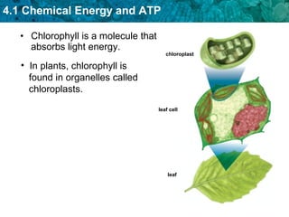ATP, Photosynthesis & Cellular Respiration Notes | PPT