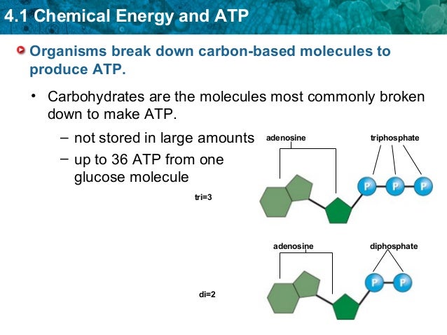 ATP, Photosynthesis & Cellular Respiration Notes