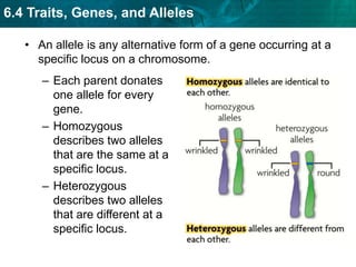 Gettenberg - Bio Ch 6 Sec 4 | PPT