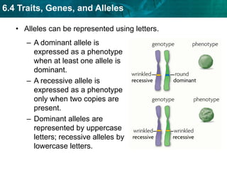 Gettenberg - Bio Ch 6 Sec 4 | PPT