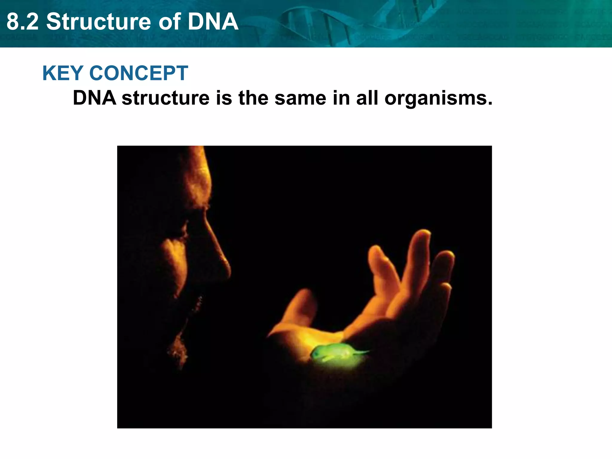 The Structure of DNA | PPT