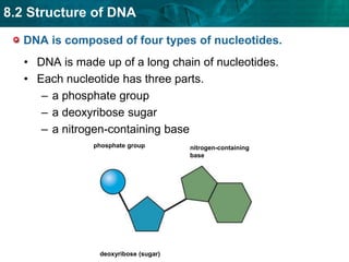 The Structure of DNA | PPT | Chemistry | Science
