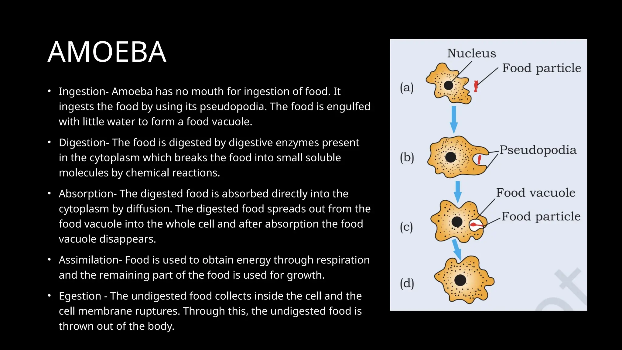 Class 10 Science Biology chapter 1 life processes | PPTX