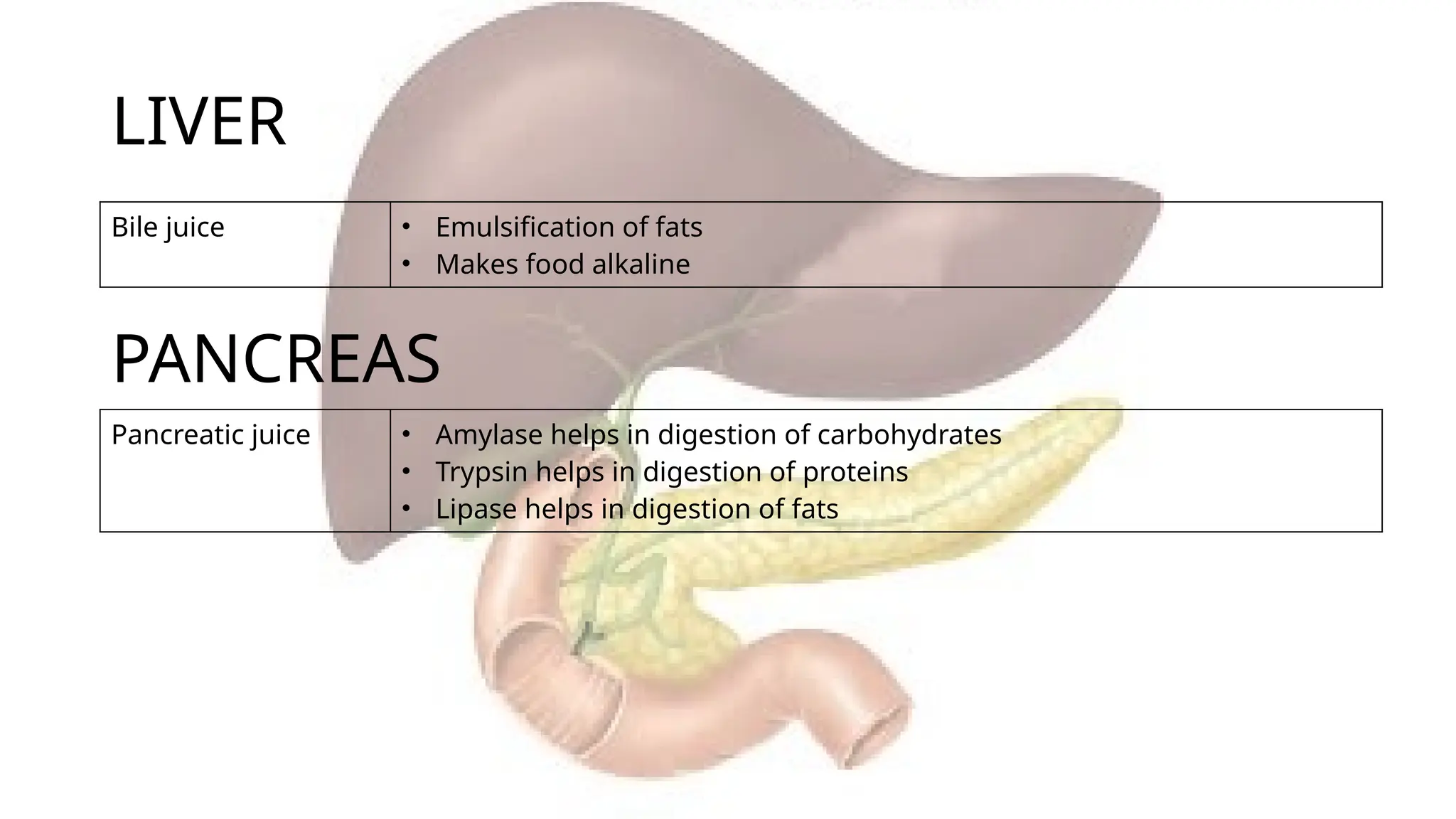 Class 10 Science Biology chapter 1 life processes | PPTX