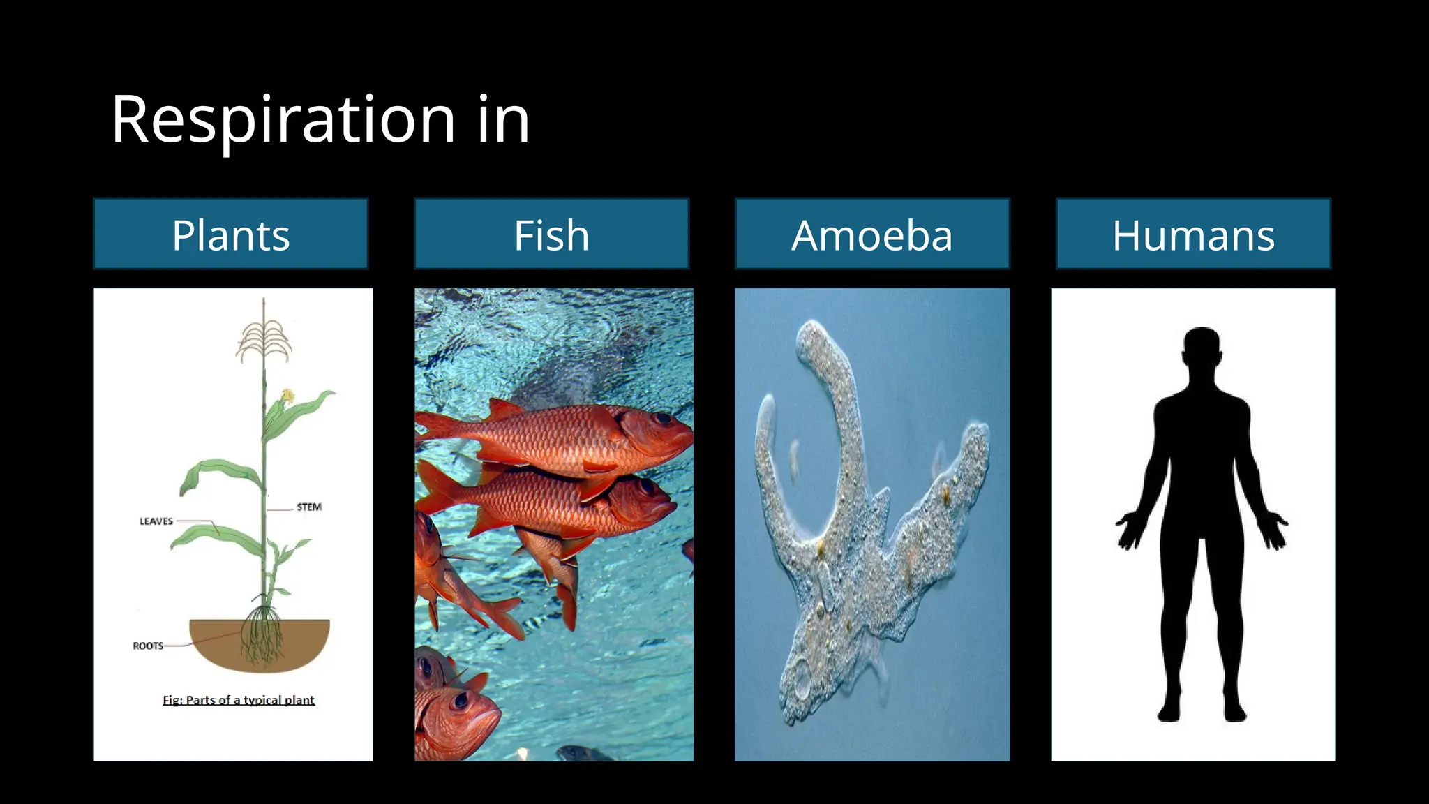 Class 10 Science Biology chapter 1 life processes | PPTX