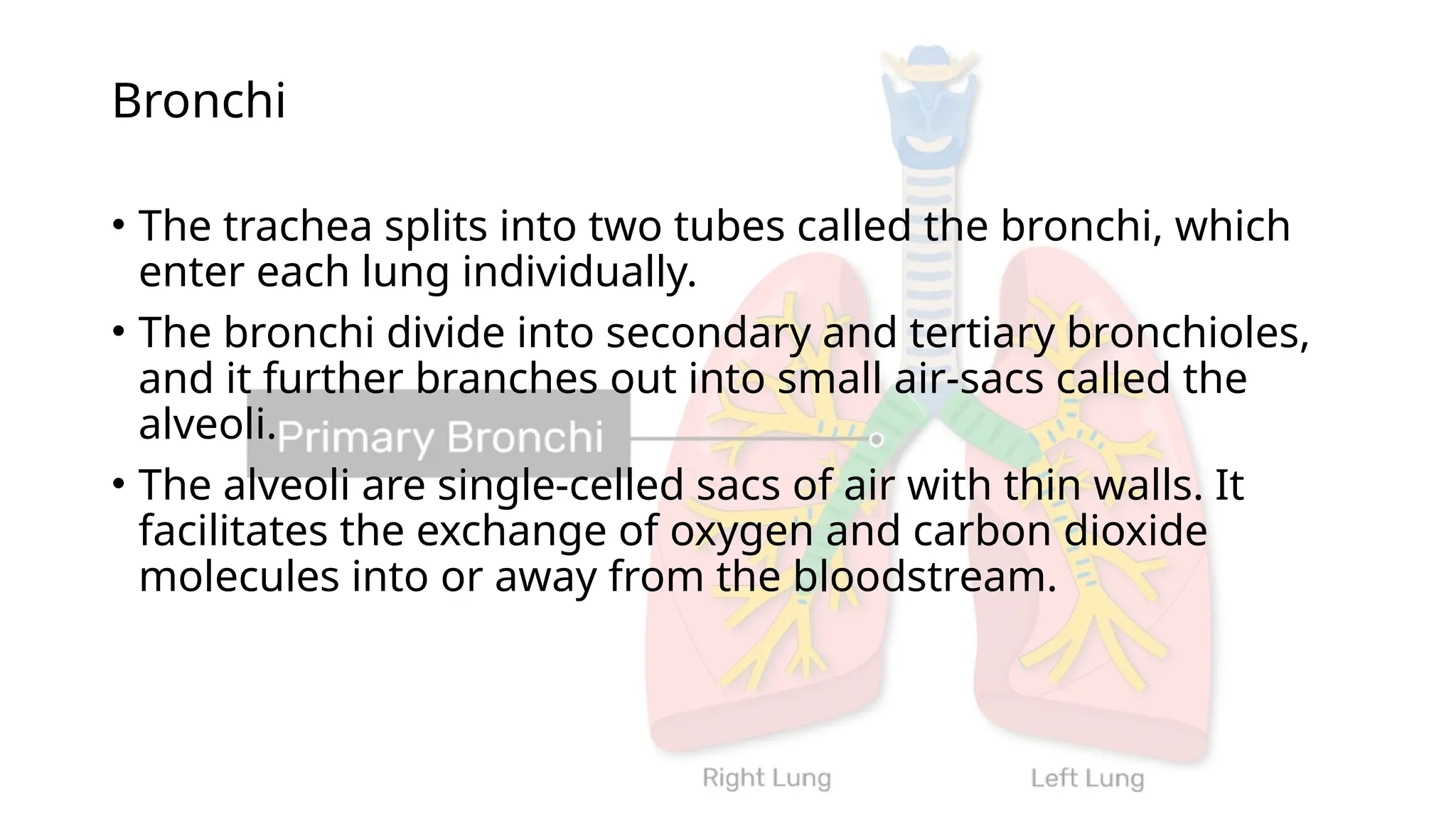 Class 10 Science Biology chapter 1 life processes | PPTX