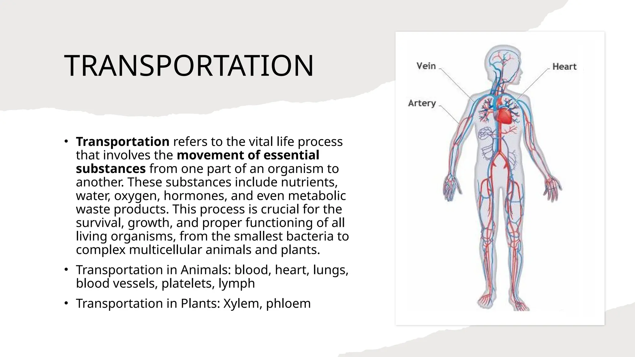 Class 10 Science Biology chapter 1 life processes | PPTX