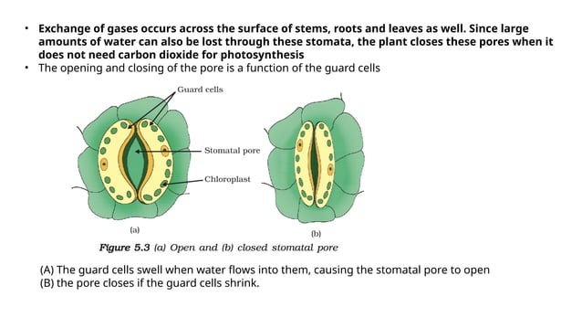 Class 10 Science Biology chapter 1 life processes | PPTX