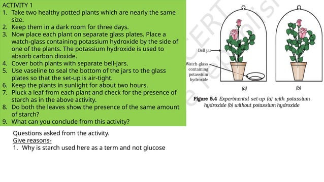 Class 10 Science Biology chapter 1 life processes | PPTX